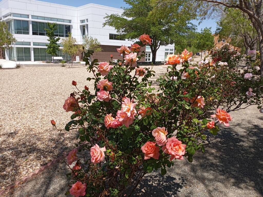 Roses Busy Bloom – The CNM Chronicle