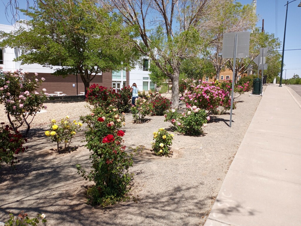 Roses Busy Bloom – The CNM Chronicle
